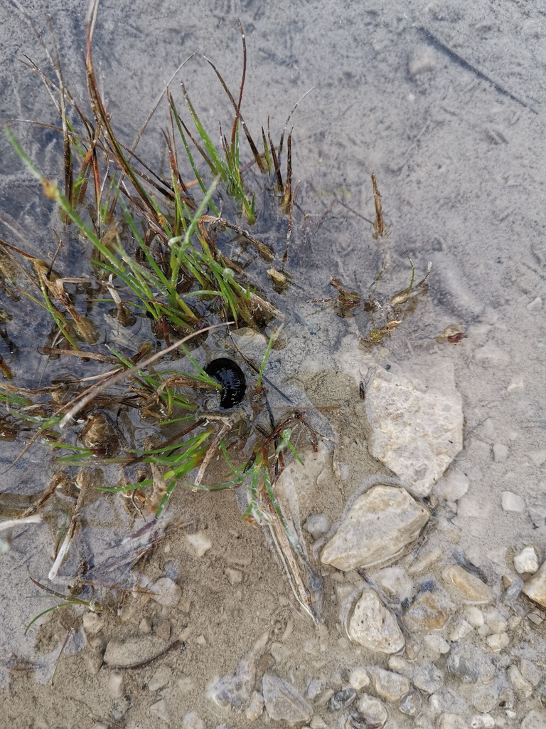 Horse Leech from 87459 Pfronten, Deutschland on June 23, 2020 at 08:34 ...