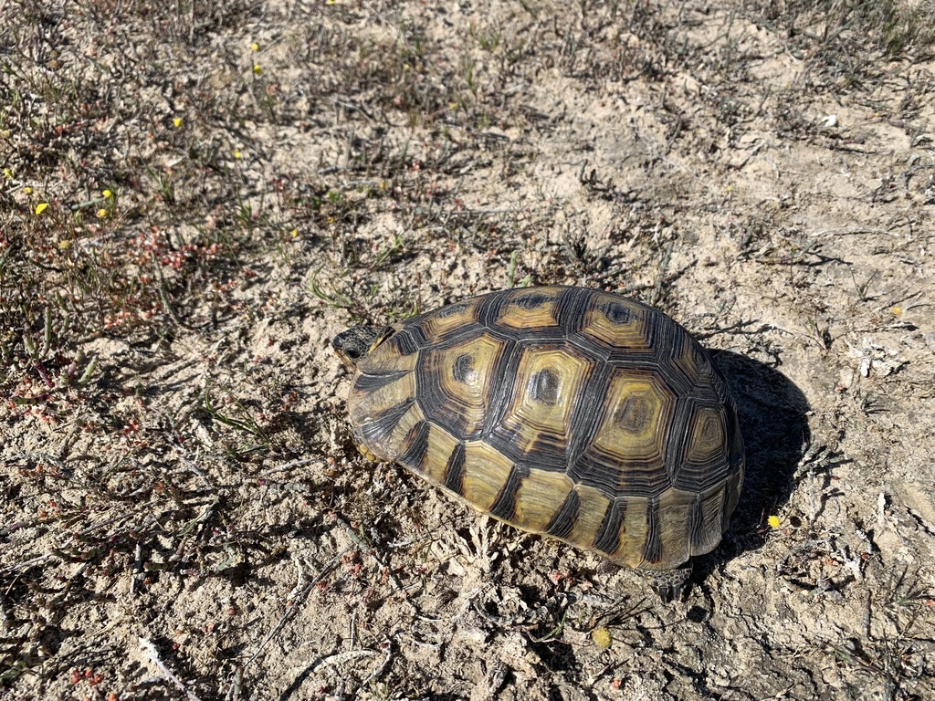 Angulate Tortoise from Cape Agulhas, WC, ZA on October 02, 2022 at 09: ...