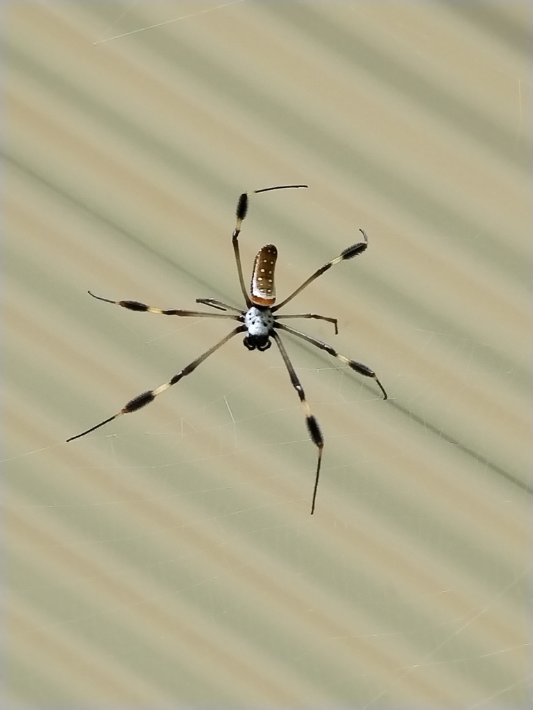Golden Silk Spider from Camaquiri Conservation Initiative on September ...