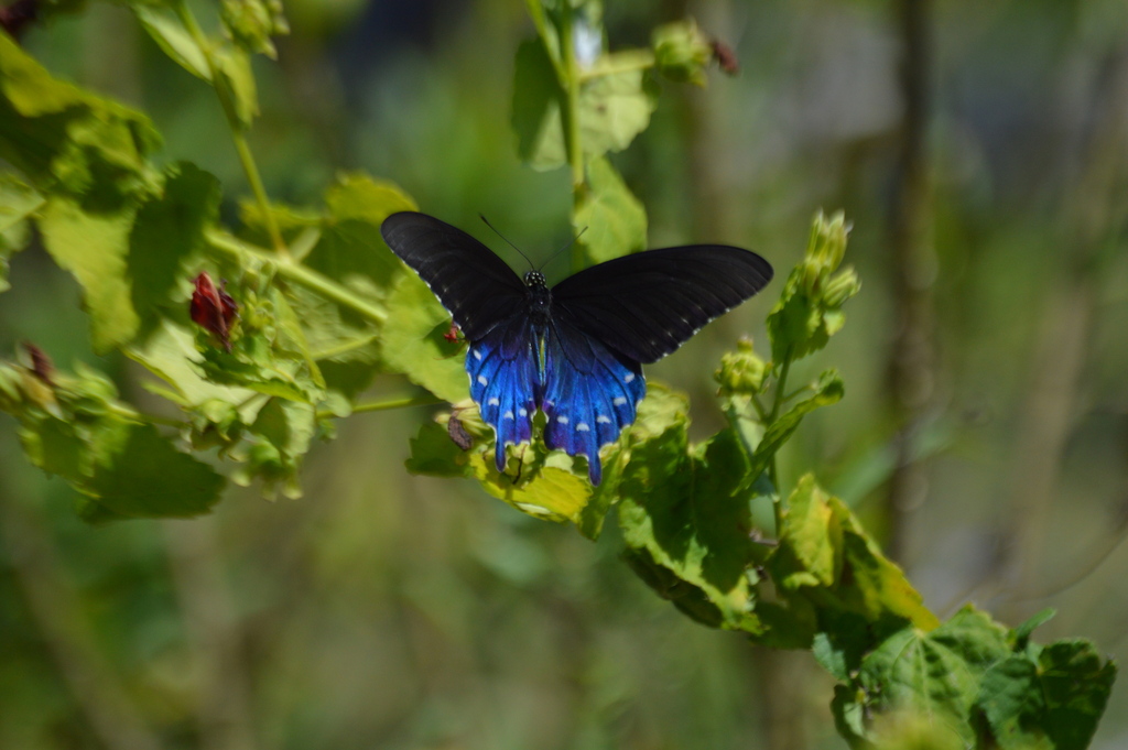 Pipevine Swallowtail from Dick Kleberg Park, Kingsville, TX on October ...
