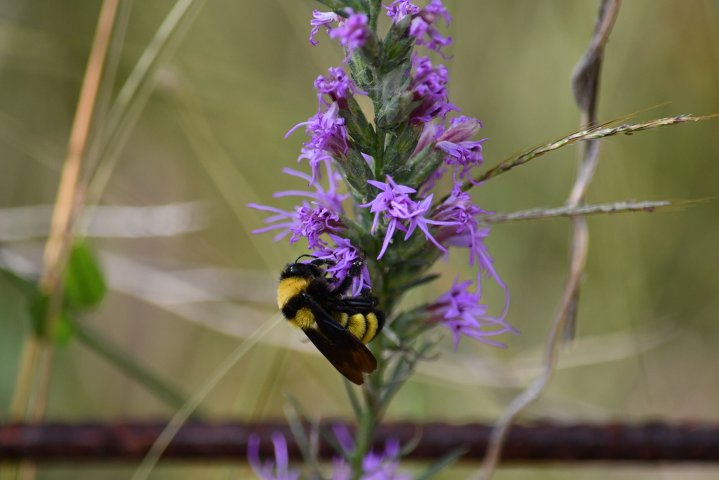 Sonoran Bumble Bee from North Central, San Antonio, TX, USA on October ...