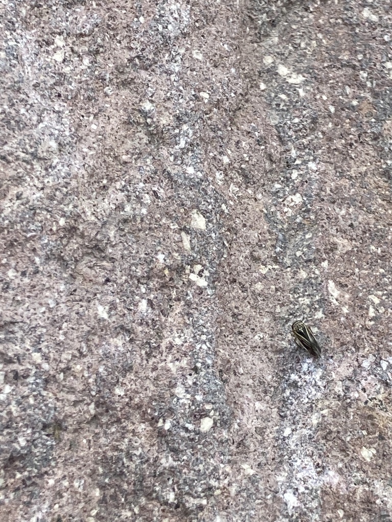 Winged and Once-winged Insects from Ibarra, Imbabura, EC on October 02 ...