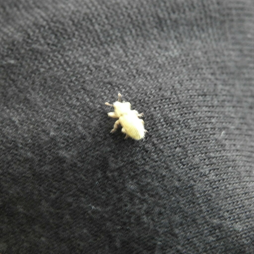 Puncture vine seed weevil from As Saadah, Riyadh Saudi Arabia on ...
