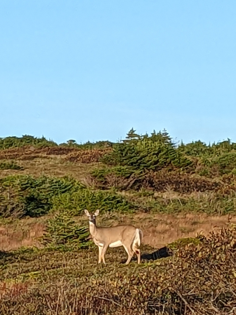 White-tailed Deer from Miquelon-Langlade, 97500, Saint-Pierre-et ...