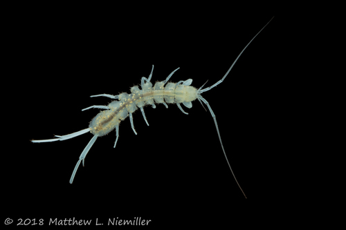 Subspecies Caecidotea bicrenata bicrenata · iNaturalist United Kingdom