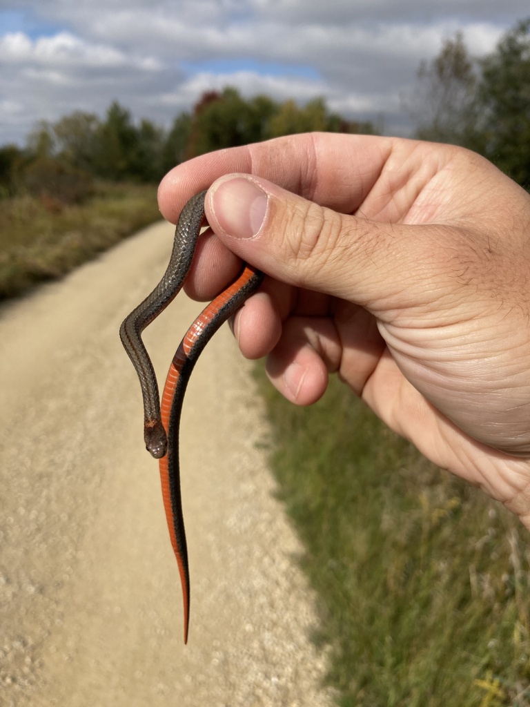 Red-bellied Snake from Dead End Rd, Berlin, WI, US on October 2, 2022 ...
