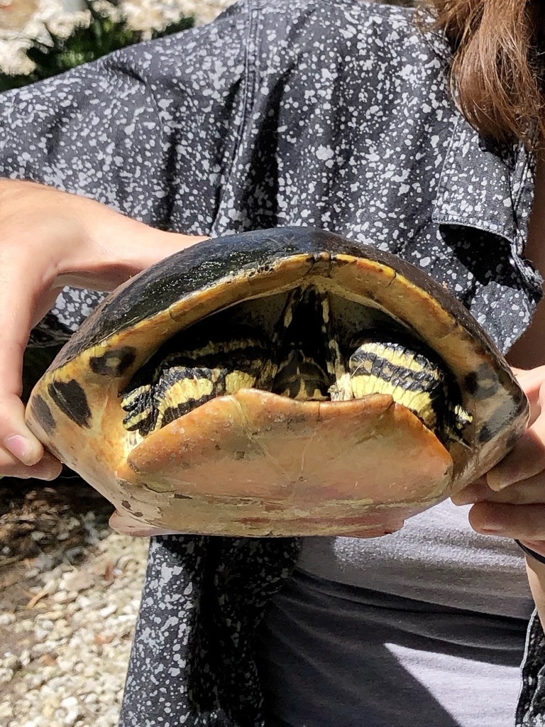 Peninsular Cooter from Florida Gulf Coast University, Fort Myers, FL ...