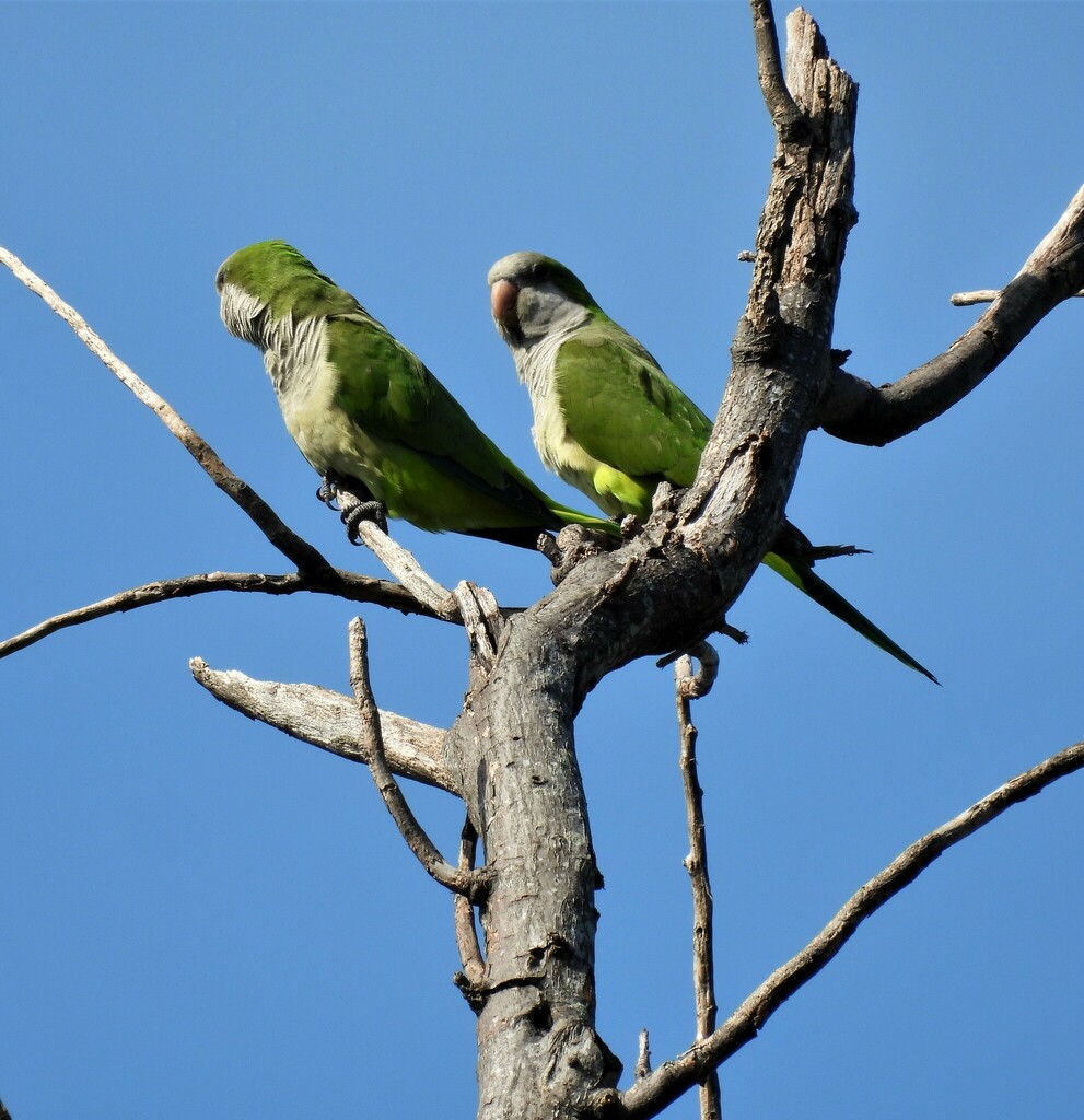 Monk Parakeet from Viejo San Juan, San Juan, Puerto Rico on October 2 ...