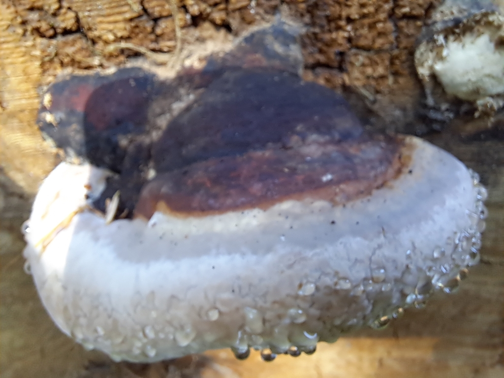 Red-banded polypores from Forks, WA 98331, USA on September 26, 2022 at ...