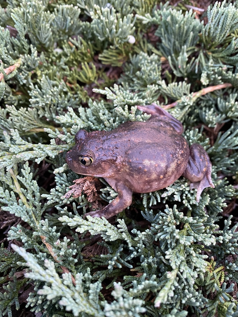 Eastern Spadefoot from NC-16, Conover, NC, US on October 02, 2022 at 06 ...