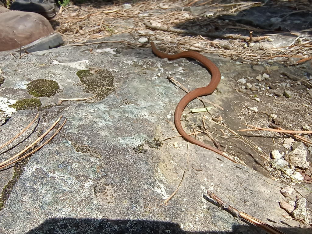 Mexican Brown Snake from 01880 CDMX, México on October 02, 2022 at 01: ...