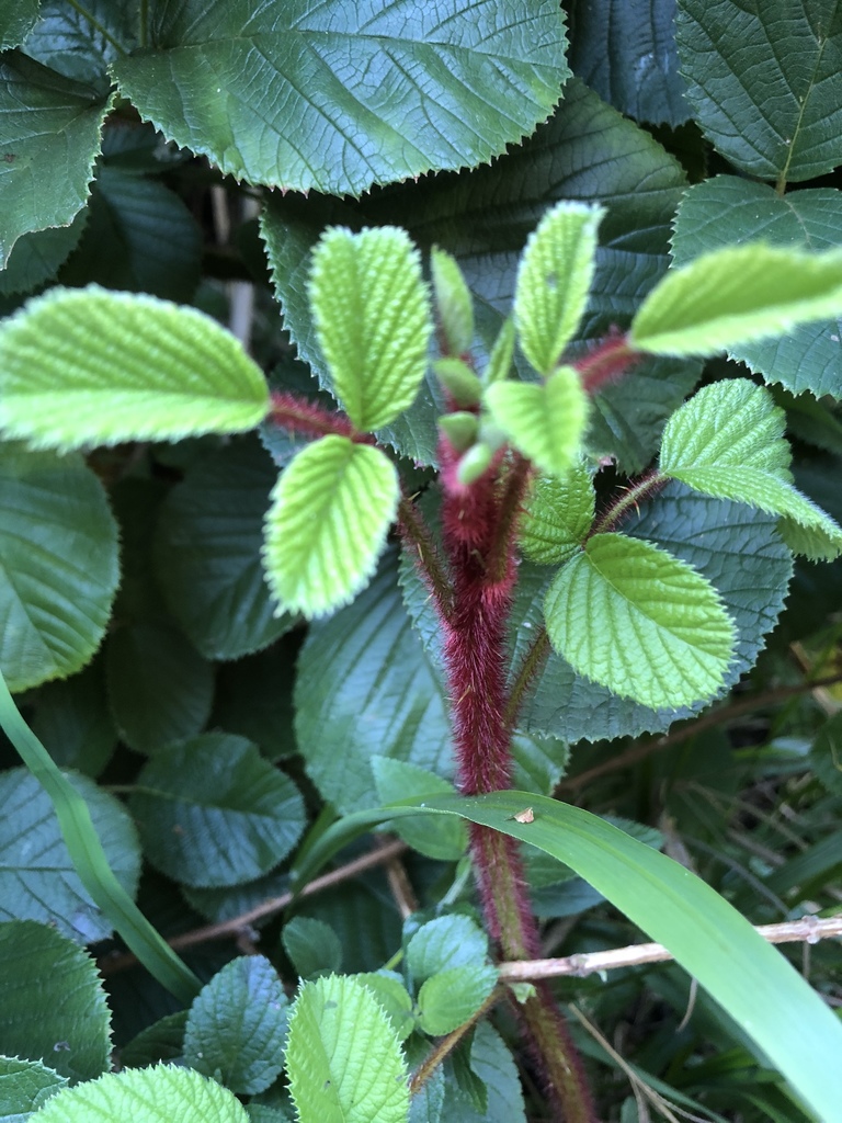 Yellow Himalayan Raspberry from Environmental Park 2594 Conservation ...