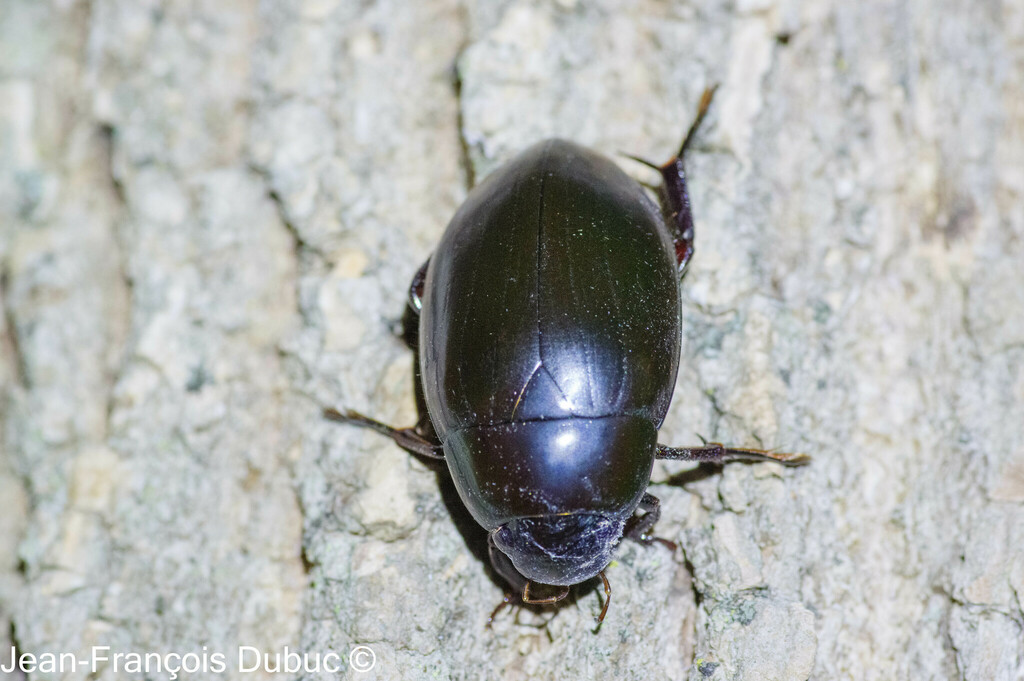 Hydrophilus ovatus from Vaudreuil-Soulanges, CA-QC, CA on October 01 ...