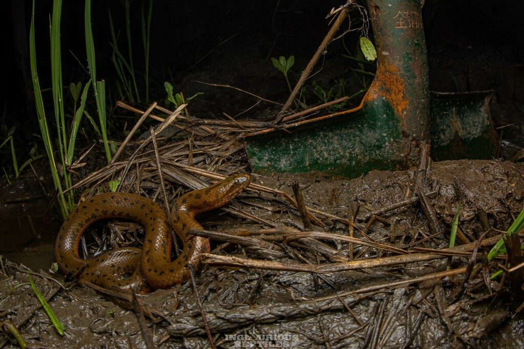 Chinese Water Snake in October 2022 by Artur Tomaszek · iNaturalist