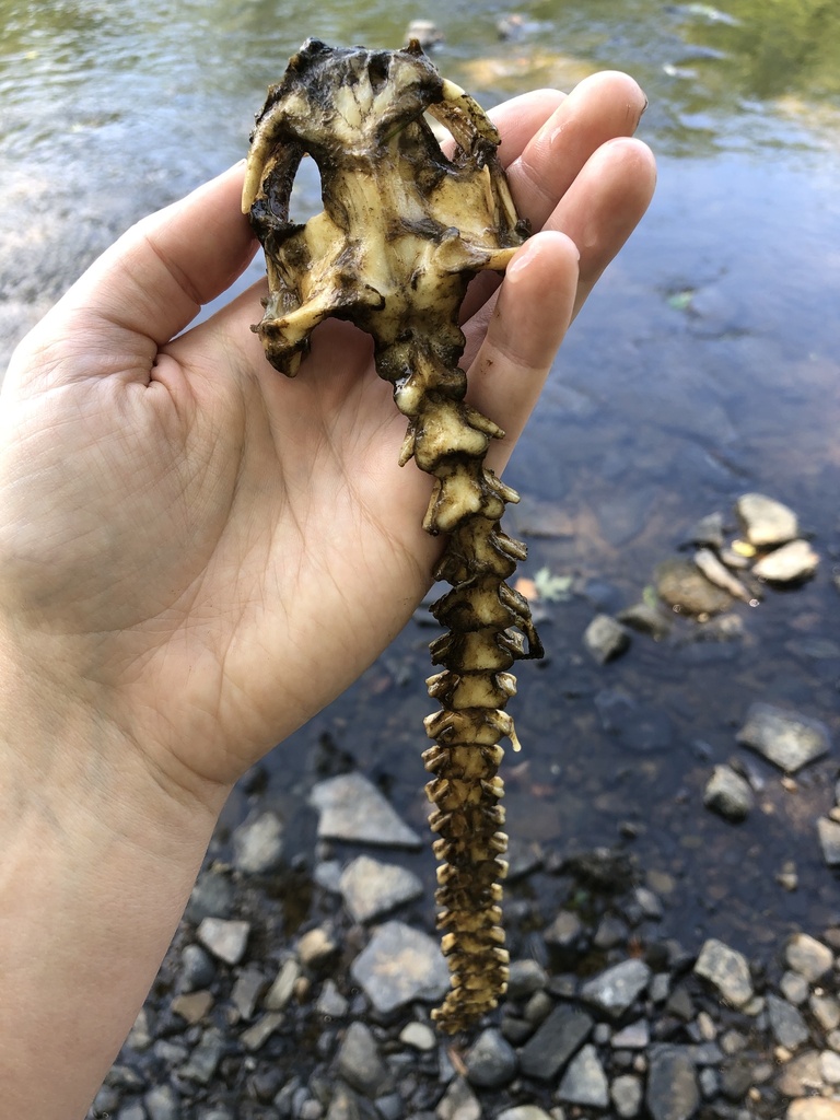 Eastern Hellbender in July 2022 by Alyssa Mills · iNaturalist