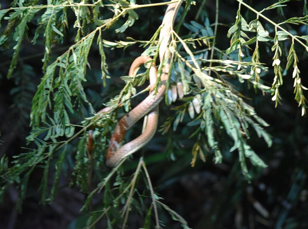 Miranda Green Racer from Rochedo - State of Mato Grosso do Sul, Brazil ...