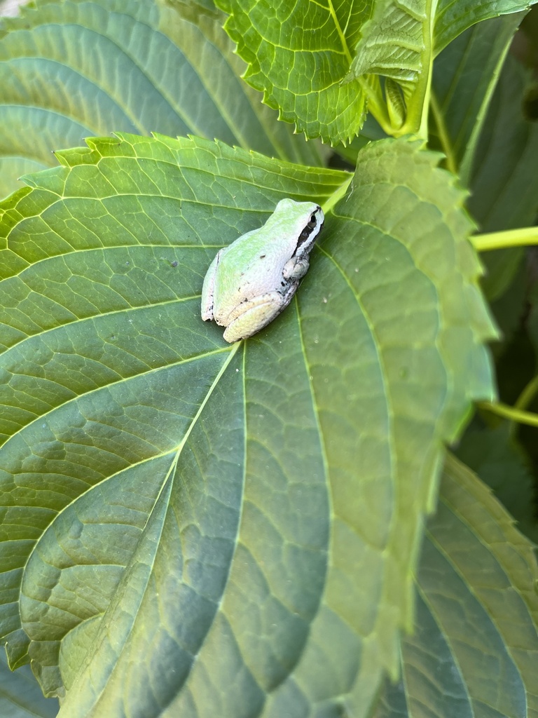 Northern Pacific Tree Frog from Columbia River Gorge National Scenic ...