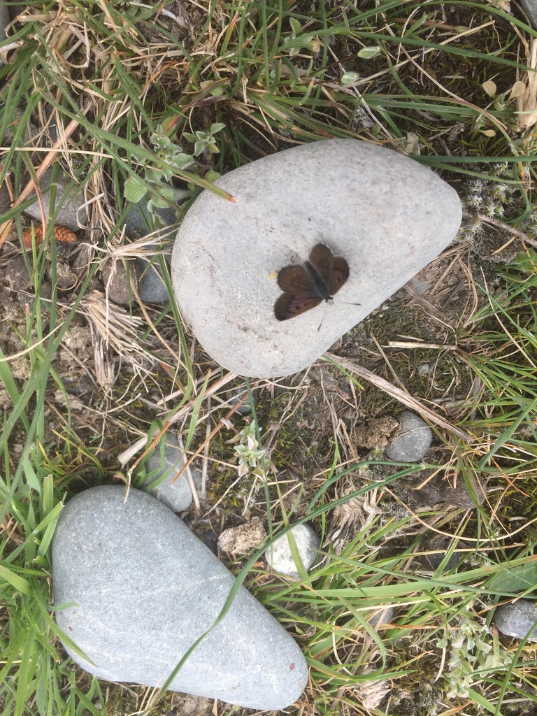 Lycaena butterflies from Mcleans Grassland Park, Christchurch ...