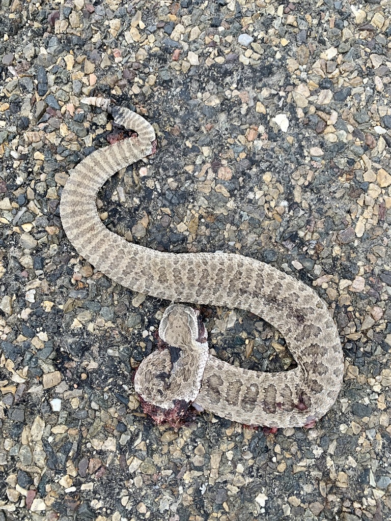 Prairie Rattlesnake from Makoshika State Park, Glendive, MT, US on ...