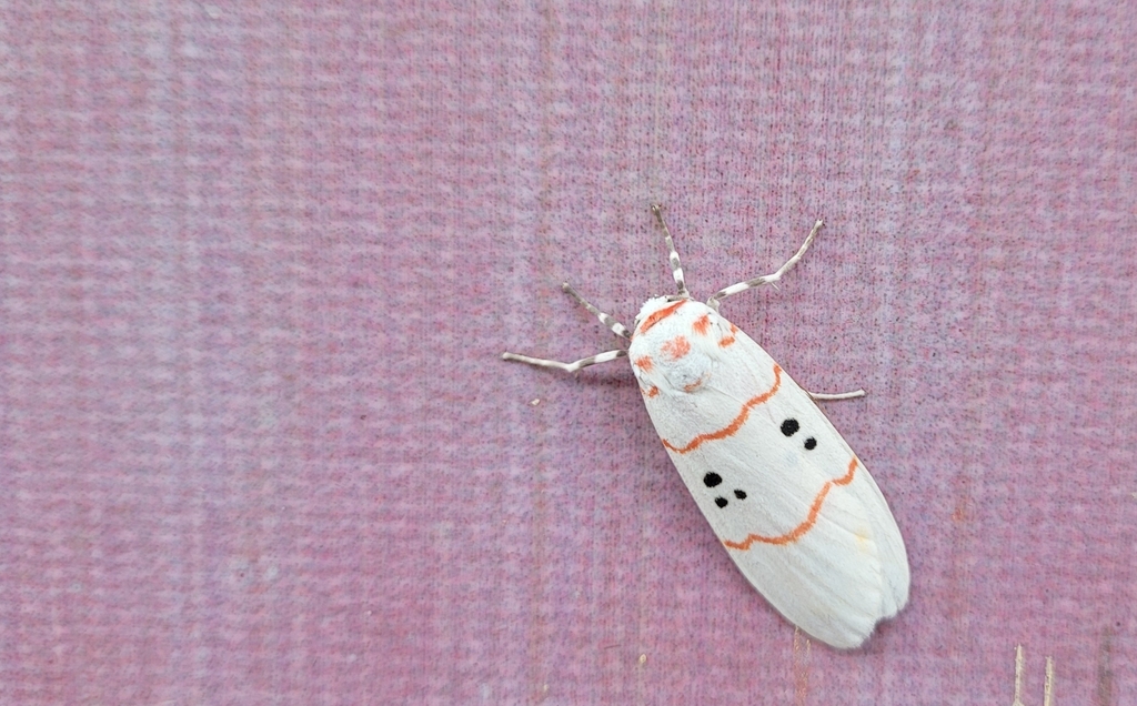 Cyana bellissima from Mangvayin, Mandi, Himachal Pradesh 175001, India ...