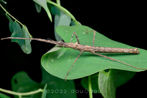 Genus Neosinophasma · iNaturalist