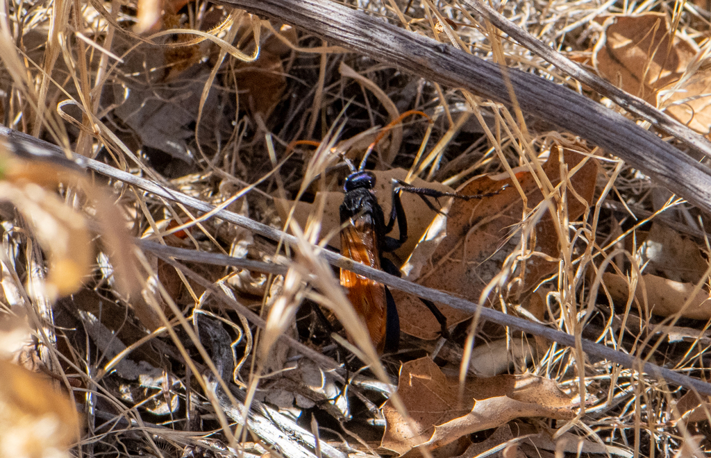 Tarantula-hawk Wasps and Allies from Tarzana, Los Angeles, CA, USA on ...