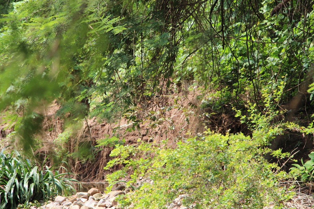 Great Kiskadee from Tlalchapa, GRO, MX on October 02, 2022 at 12:15 PM ...