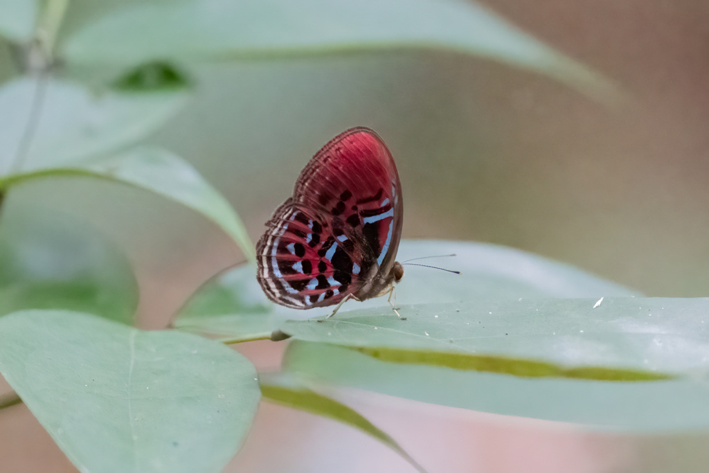 Banded Red Harlequin from Pahang, Malaysia on September 26, 2022 at 11: ...