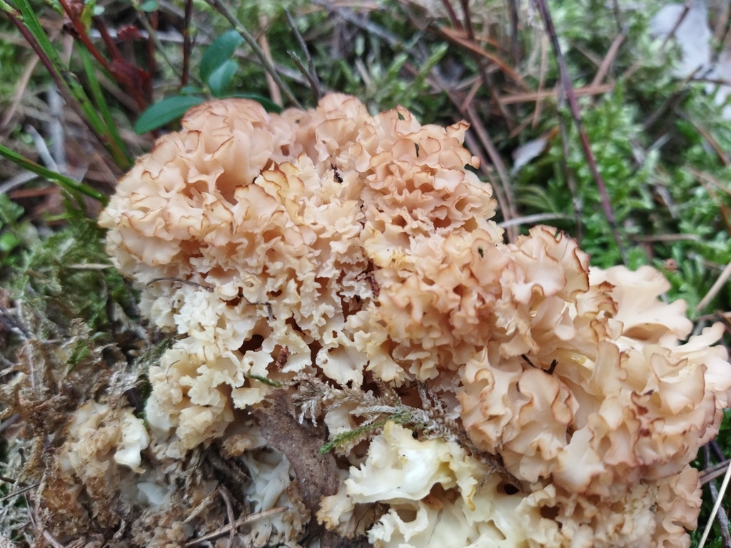 Cauliflower Fungus in October 2022 by wojtest · iNaturalist