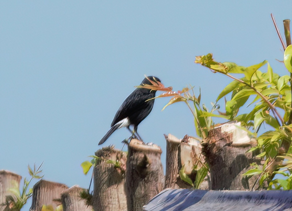Pied Bushchat from Tono River Ricepaddies, Ponte Naefefan, Oecusse ...