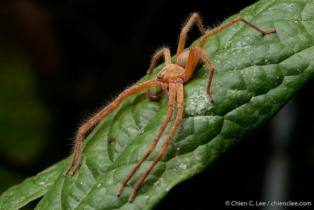 Huntsman Spiders from Raja Ampat Regency, West Papua, Indonesia on ...