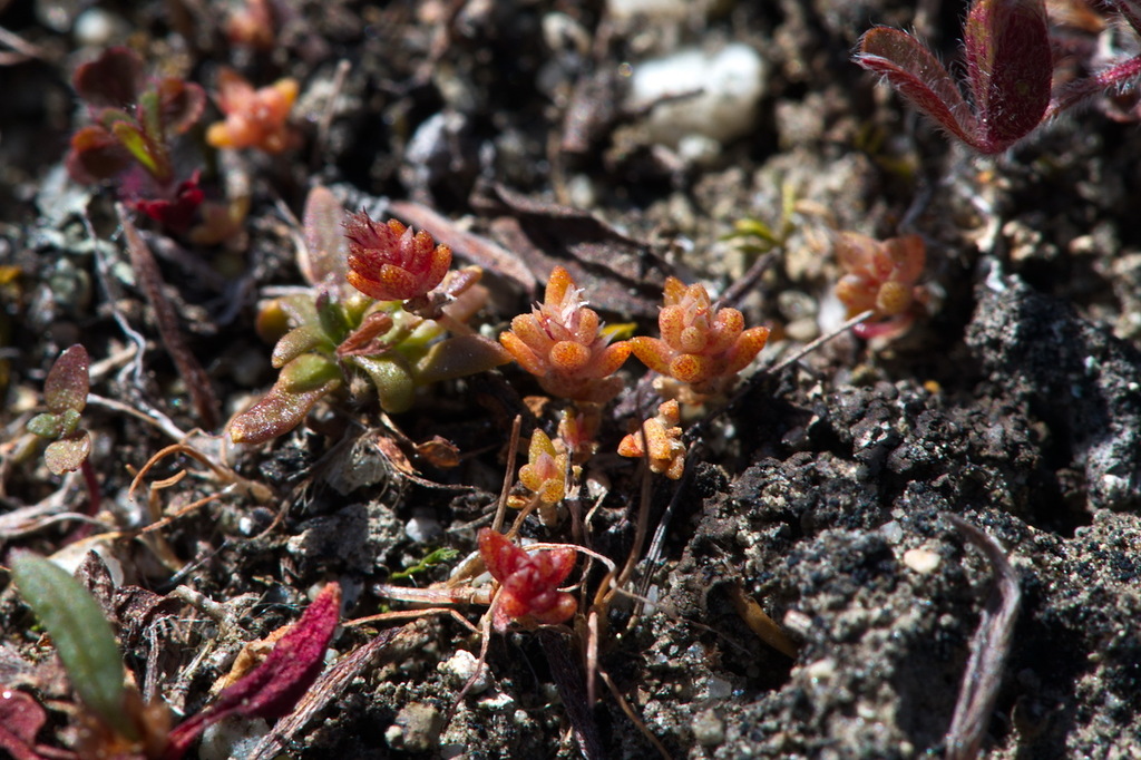 Crassula colligata colligata from Pisa Flats, New Zealand on October 01 ...