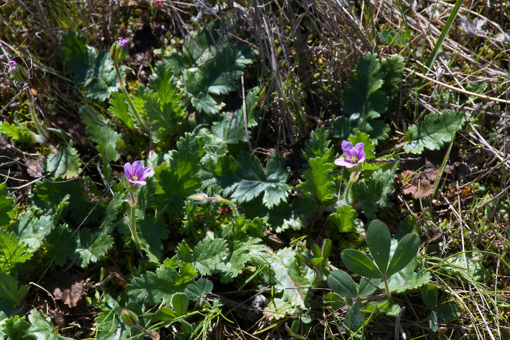 Mediterranean Stork's-bill from Pisa Flats, New Zealand on October 01 ...