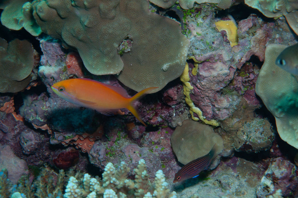 Redfin Anthias from Monolith, Ribbon No 10 Reef, Australia on July 14 ...
