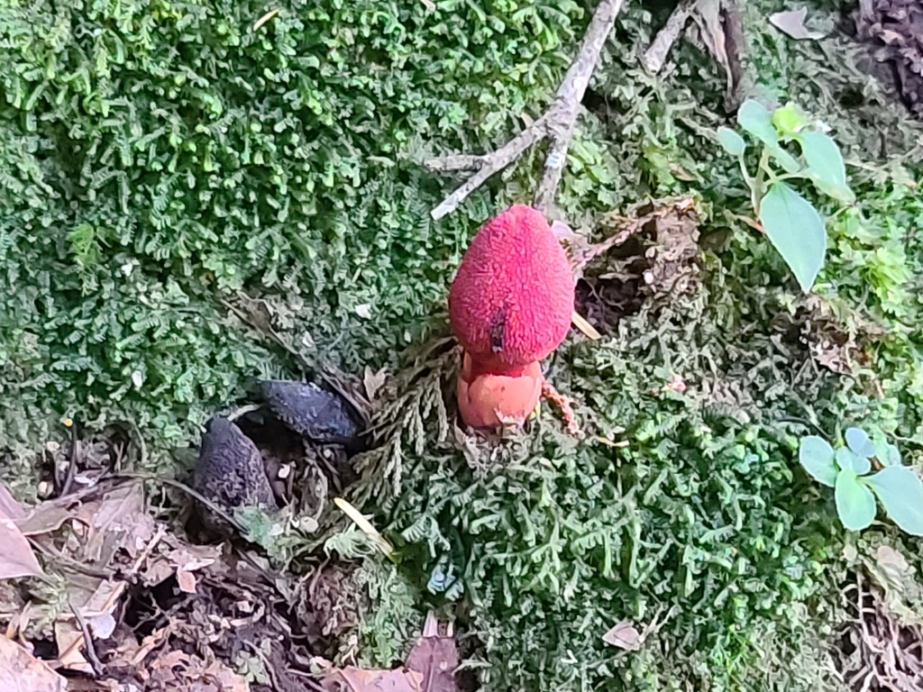 Balanophora laxiflora from 336台灣桃園市復興區華陵里 on October 03, 2022 at 03:16 ...