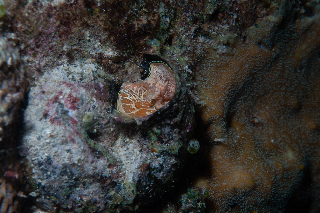 Worm Snails from Challenger Bay, Ribbon No 10 Reef, Australia on July ...