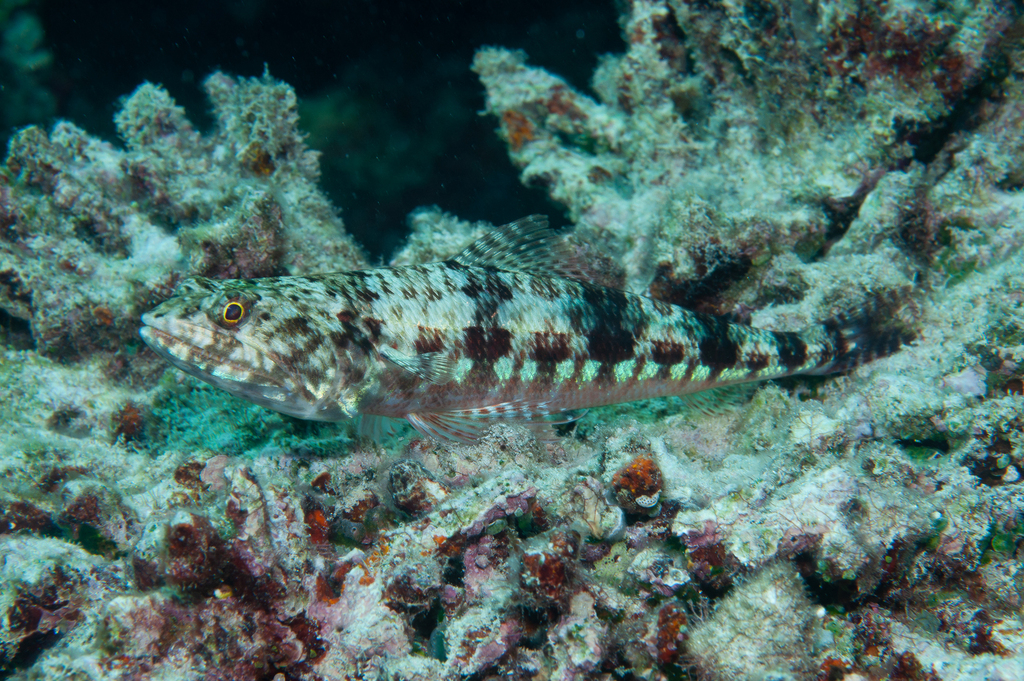 Variegated Lizardfish from Gorgonia Hole, Ribbon No 10 Reef, Australia ...