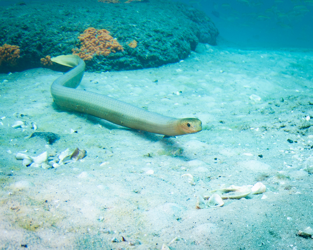 Olive Sea Snake from Fraser Island (K'gari) QLD 4581, Australia on ...