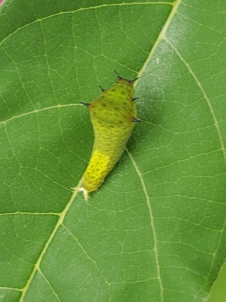 Tailed Jay from 白石台 on October 02, 2022 at 10:36 AM by Law Nano ...