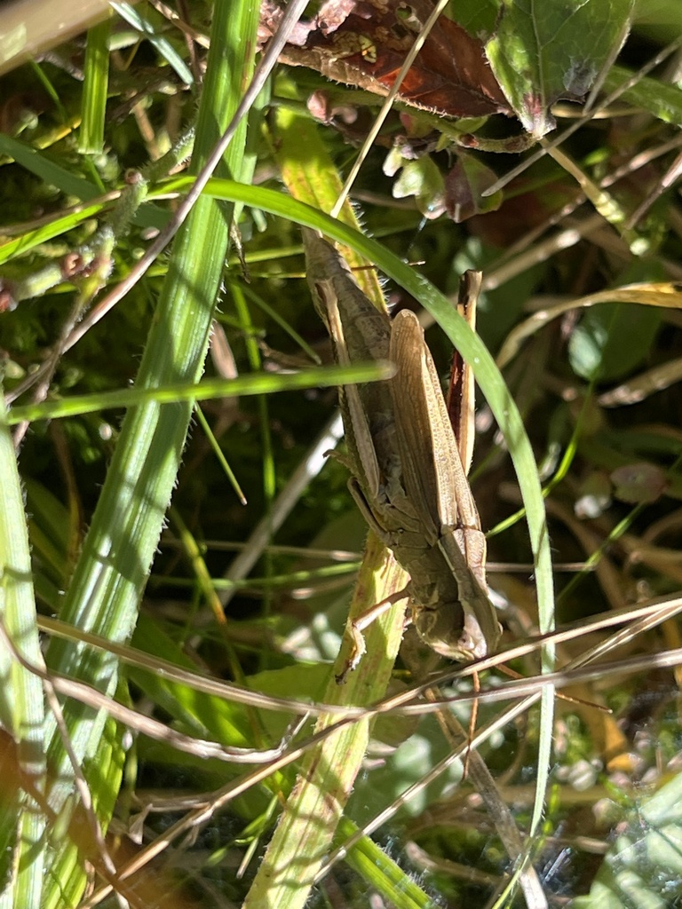 Graceful Sedge Grasshopper from Baileys Harbor Ridges County Park ...