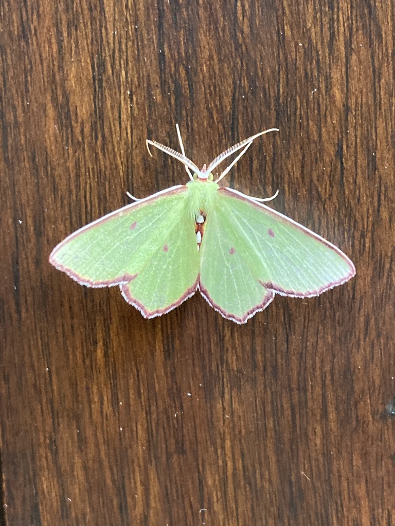 Emerald Moths from Calle San Gerardo, Perez Zeledon, San Jose, CR on ...