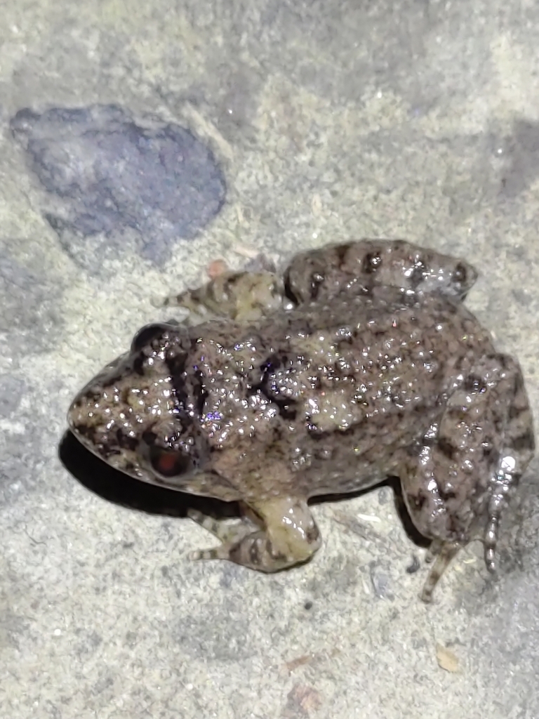 Fujian Large-headed Frog from Nantou, TW-TA, TW on October 3, 2022 at 07:37 PM by 古國順 · iNaturalist