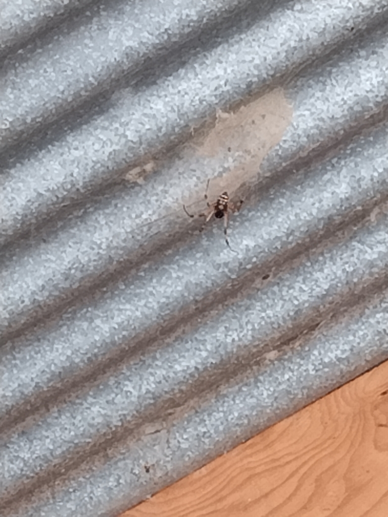 African Hermit Spider from Mzimba-Distrikt, Malawi on October 3, 2022 ...