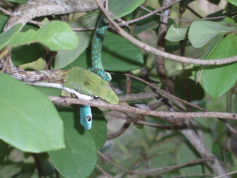 Usambara Vine Snake in March 2008 by Robert Barbour. Vine/twig snake ...