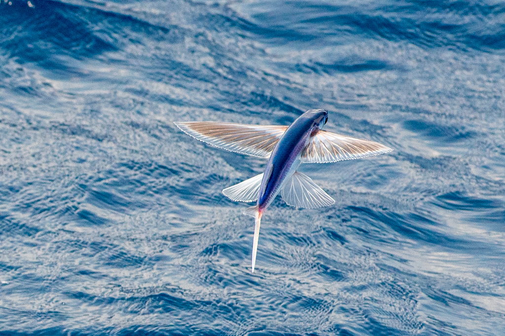 Bandwing Flyingfish on April 24, 2015 at 01:55 PM by ToutTerrain ...