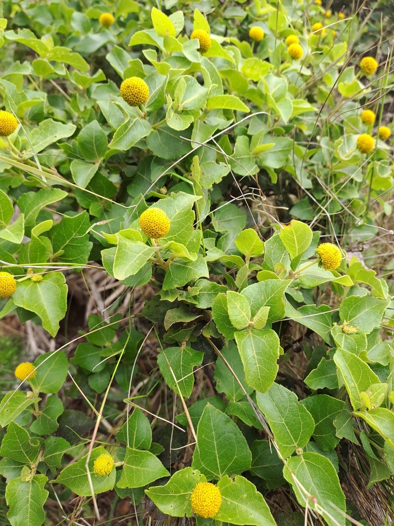 Podanthus ovatifolius from Los Morros, Tomé, Bío Bío, Chile on October ...