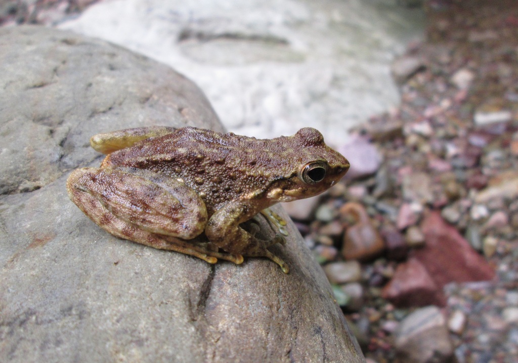 Chinese Torrent Frog from Zhangjiajie, Hunan, China on August 04, 2016 ...