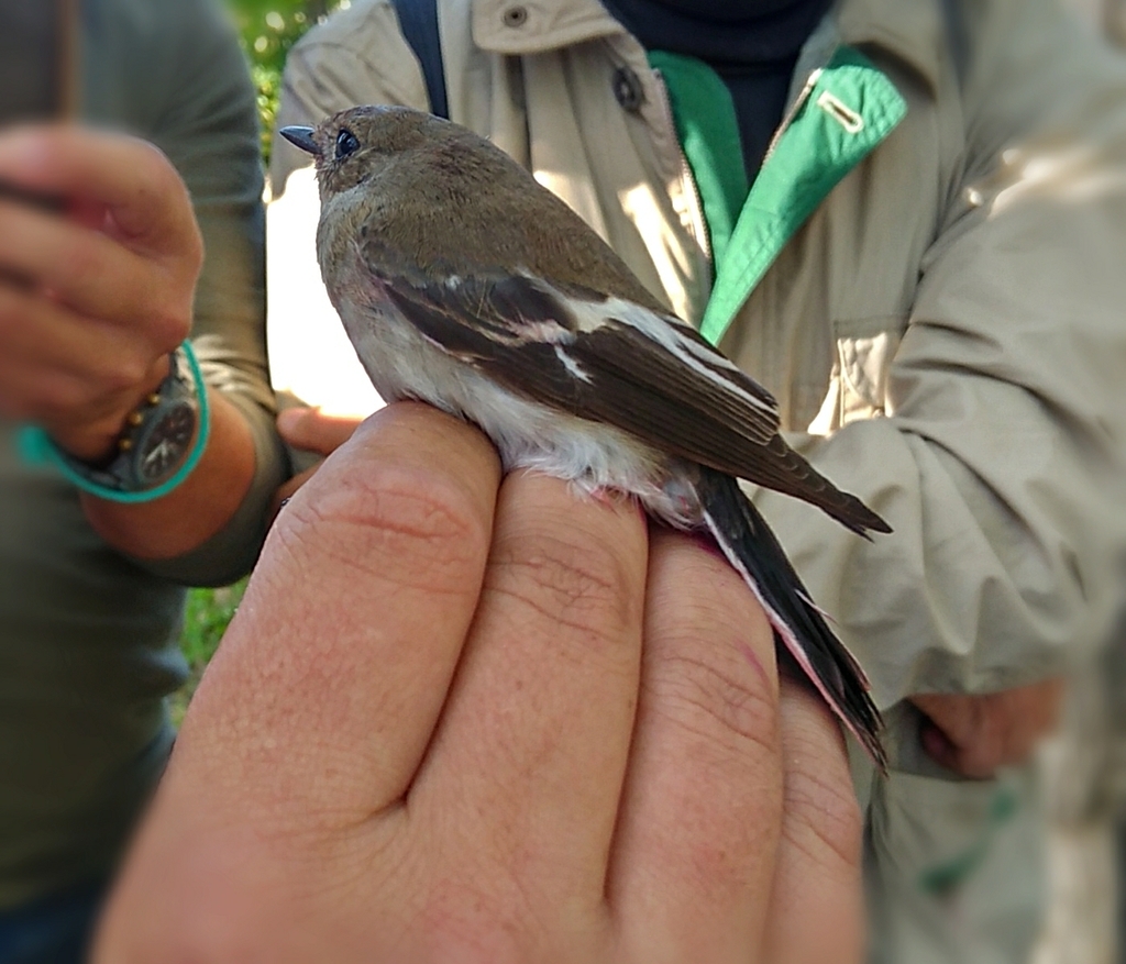 European Pied Flycatcher from Casais, 4620, Portugal on October 2, 2022 ...