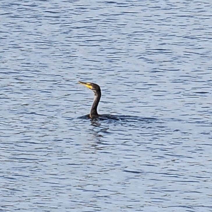 Double-crested Cormorant from Rochester, MN 55902, USA on October 3 ...