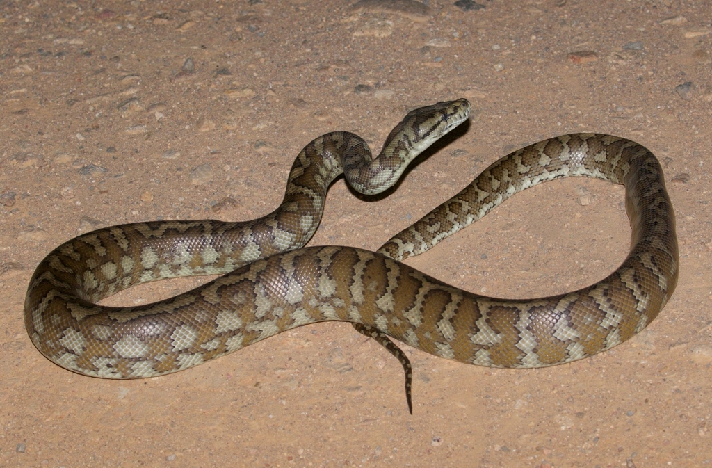 Carpet Python from Cooktown QLD 4895, Australia on August 14, 2022 at ...
